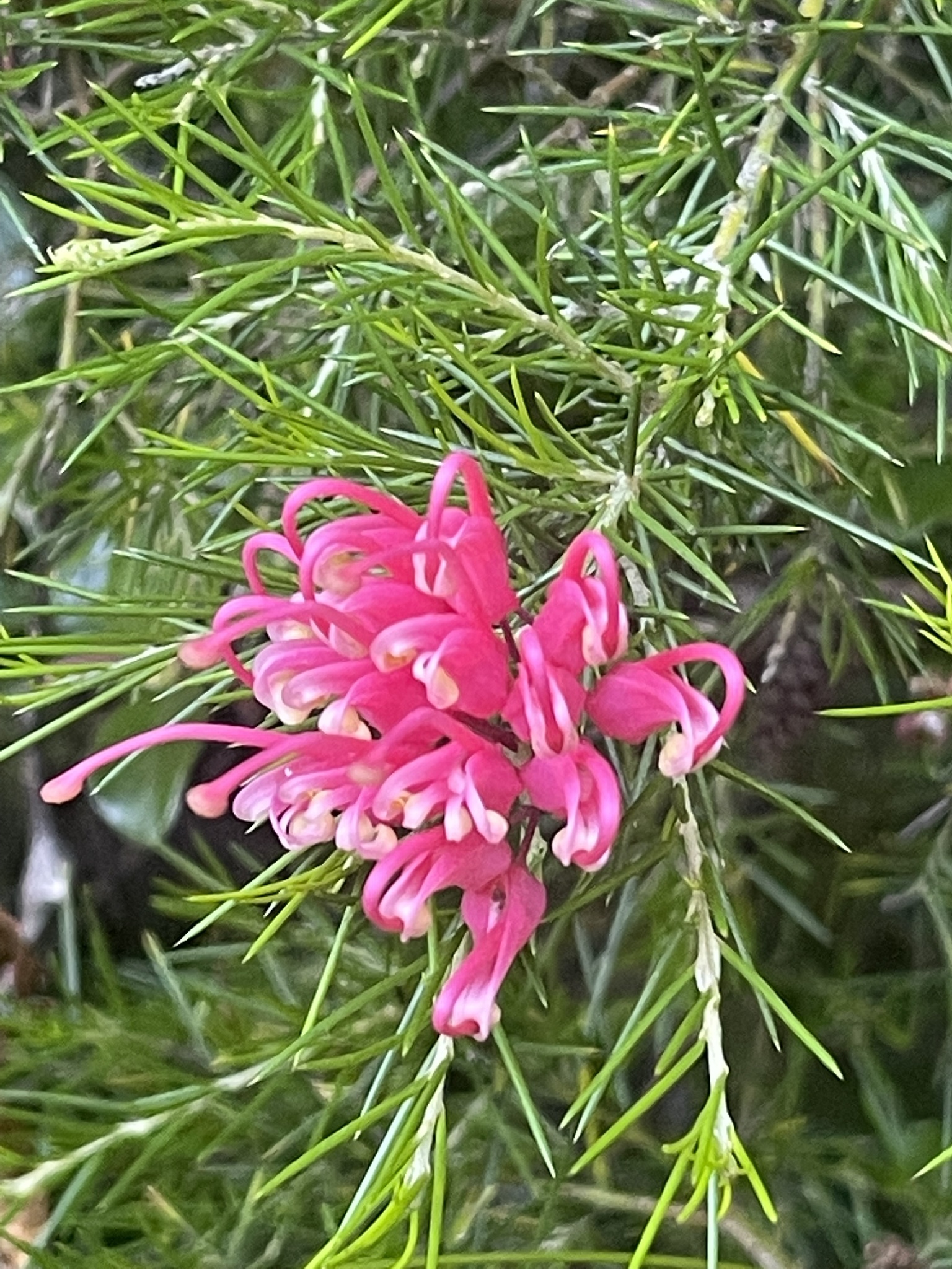 Grevillea rosmarinifolia A.Cunn.