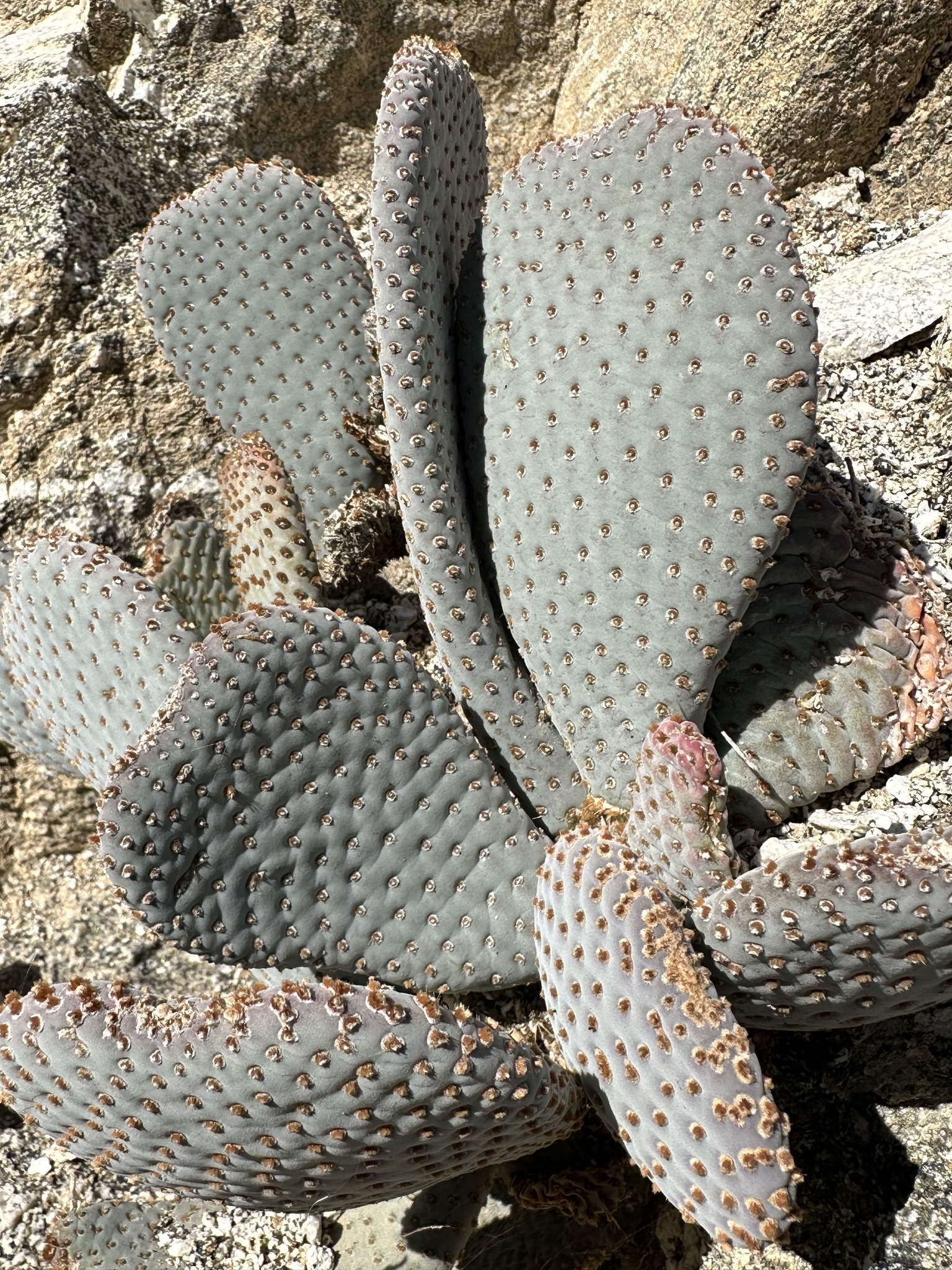 Opuntia basilaris var. basilaris