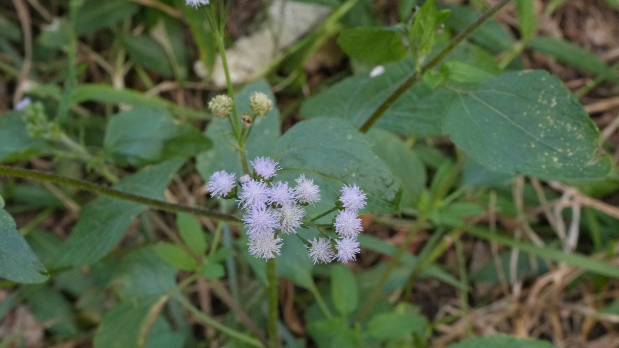 Ageratum conyzoides L.