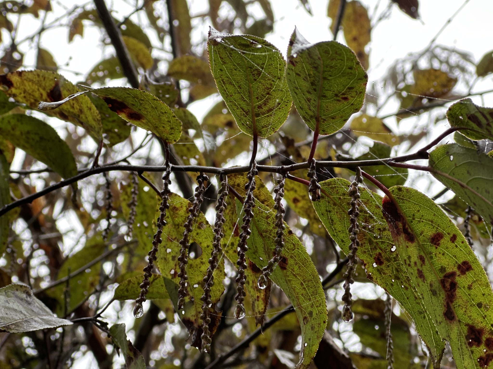 Stachyurus Siebold & Zucc.