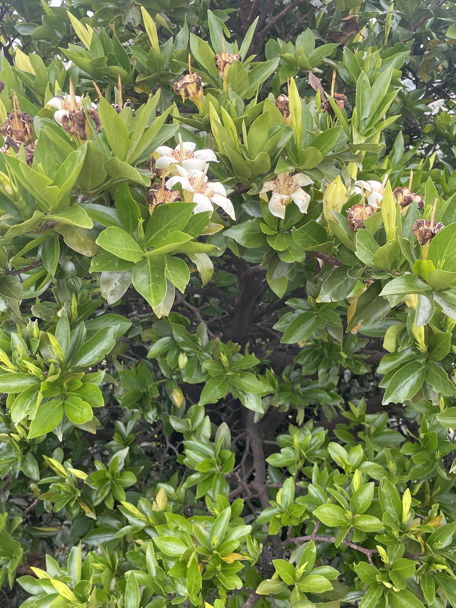 Rothmannia capensis Thunb.