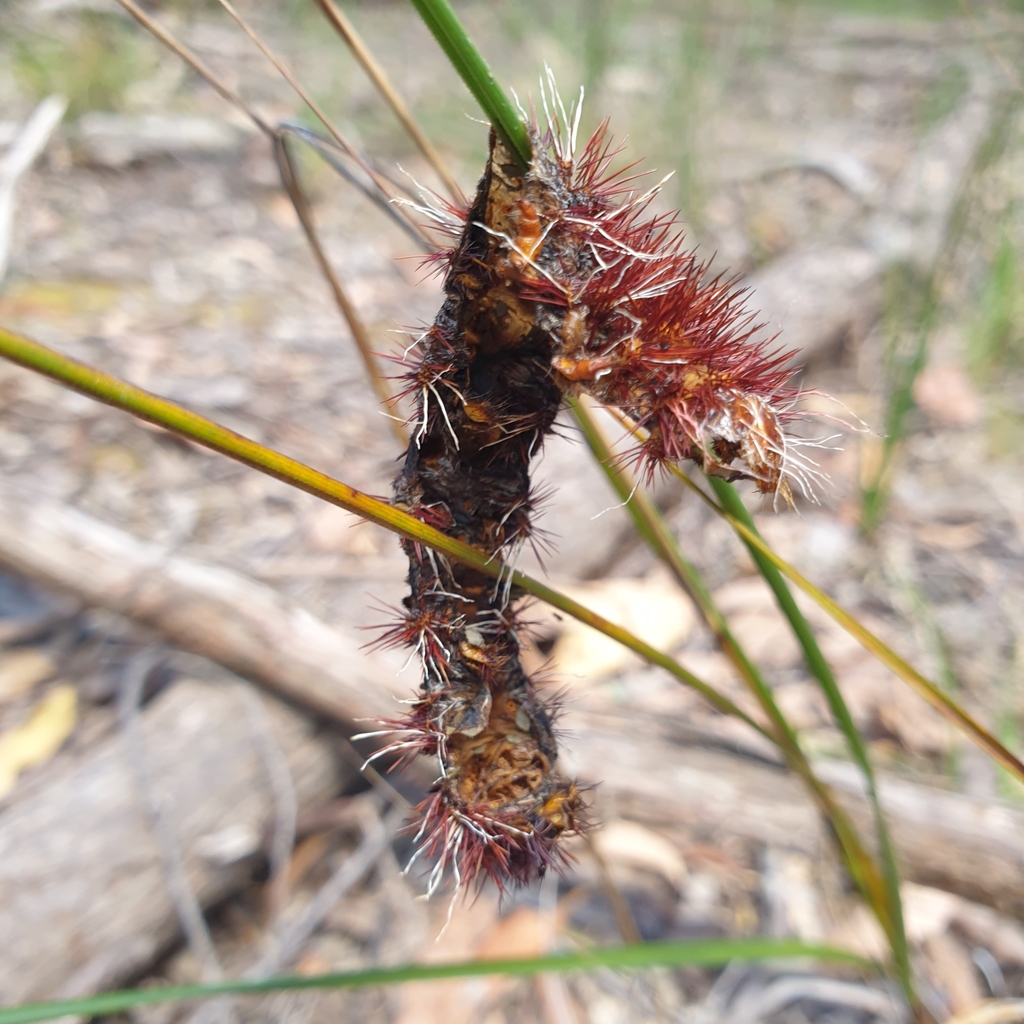 Batwing Moth from Christmas Hills VIC 3775, Australia on January 07 ...