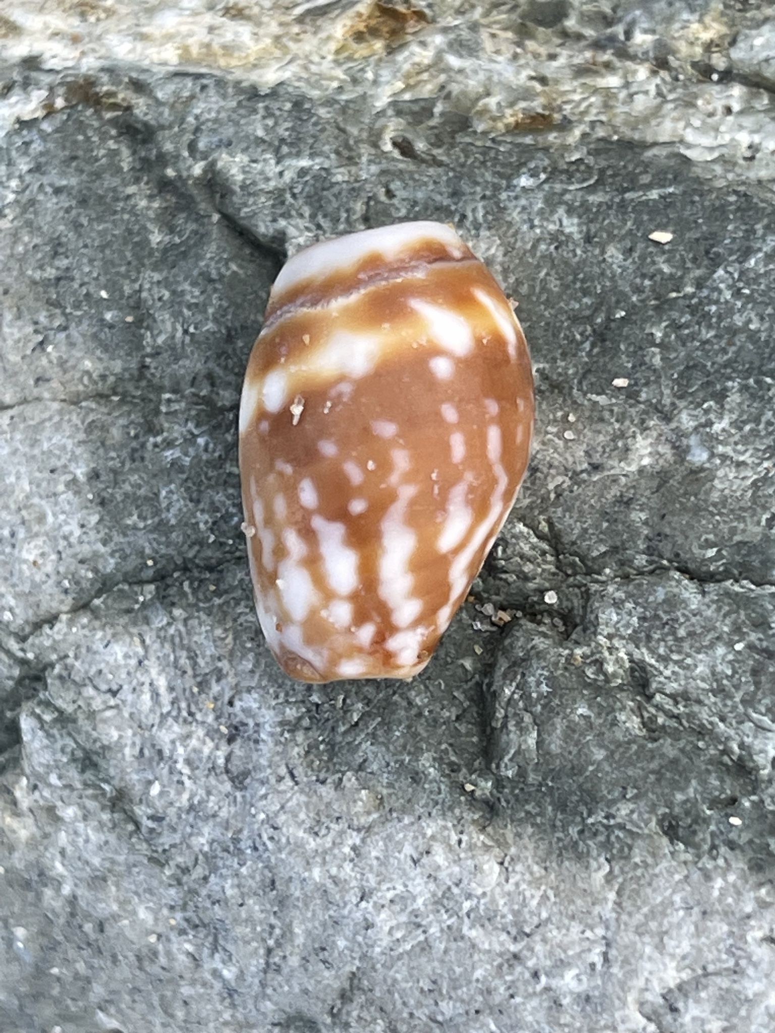 Strigatella litterata (Lamarck, 1811)