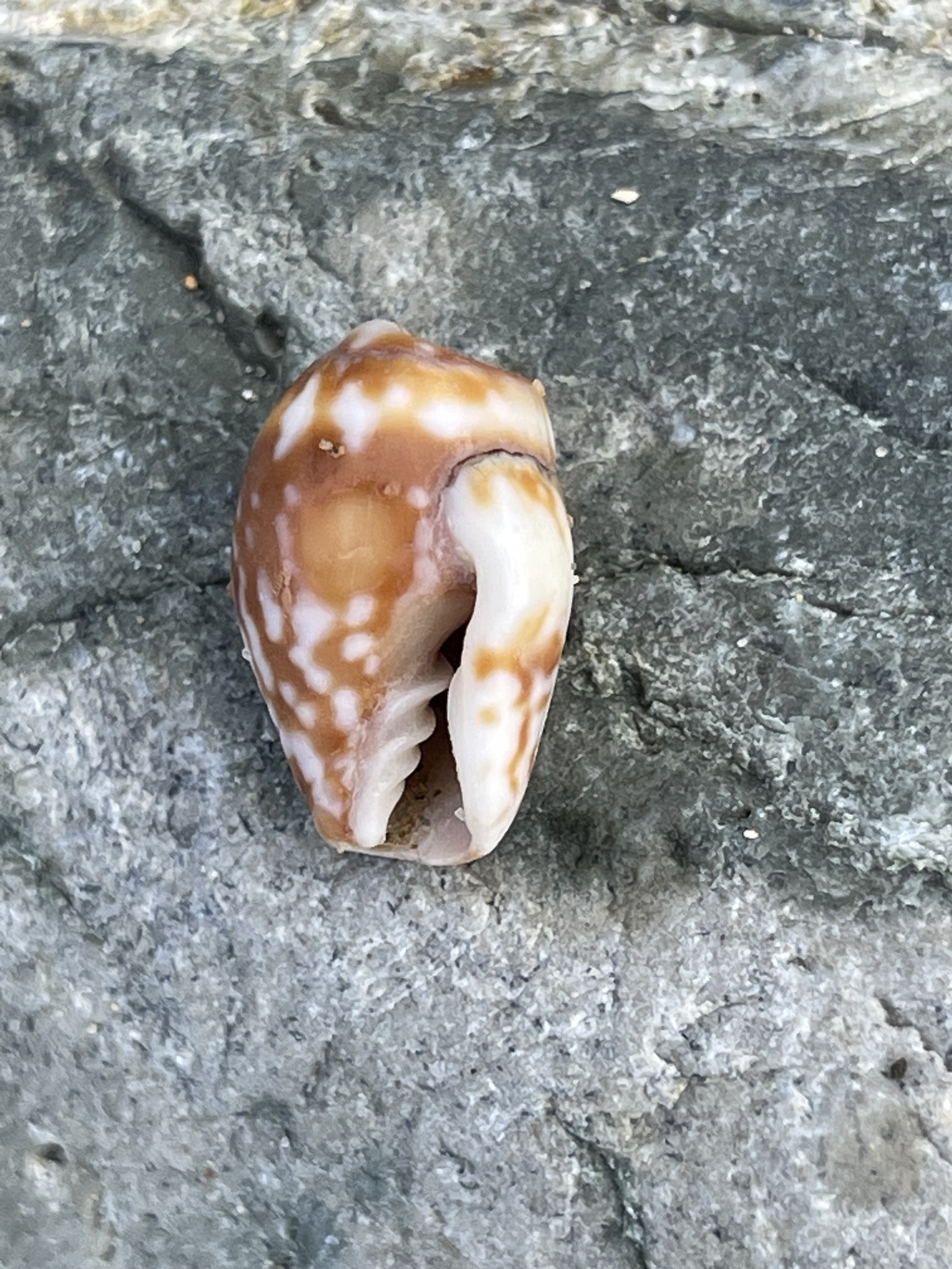 Strigatella litterata (Lamarck, 1811)