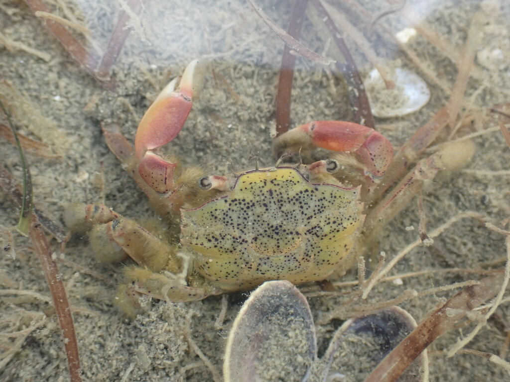 New Zealand sentinel crab from Waikato, New Zealand on December 29 ...
