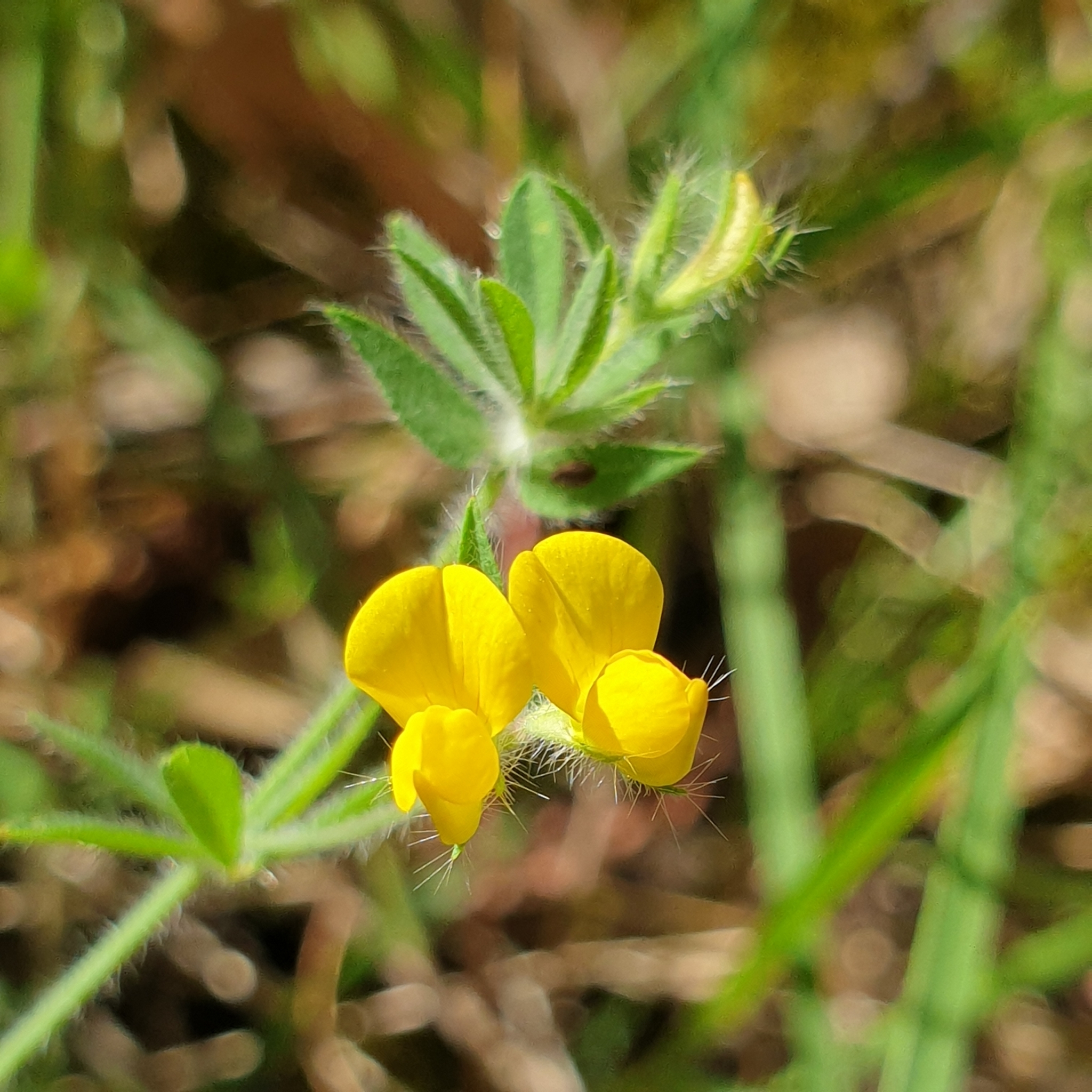 Lotus subbiflorus Lag.