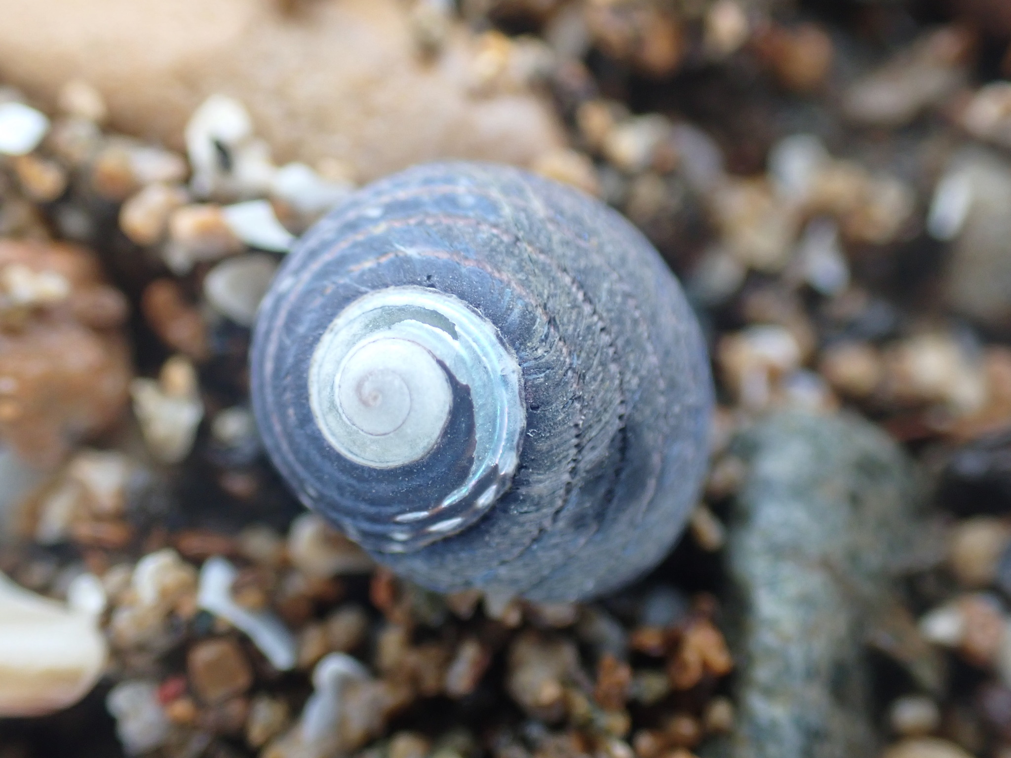 Diloma aethiops (Gmelin, 1791)