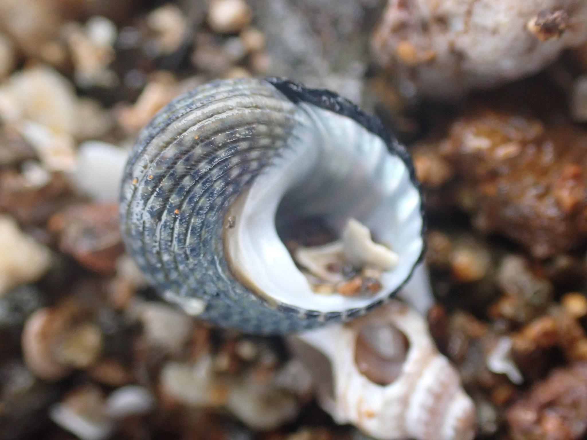 Diloma aethiops (Gmelin, 1791)