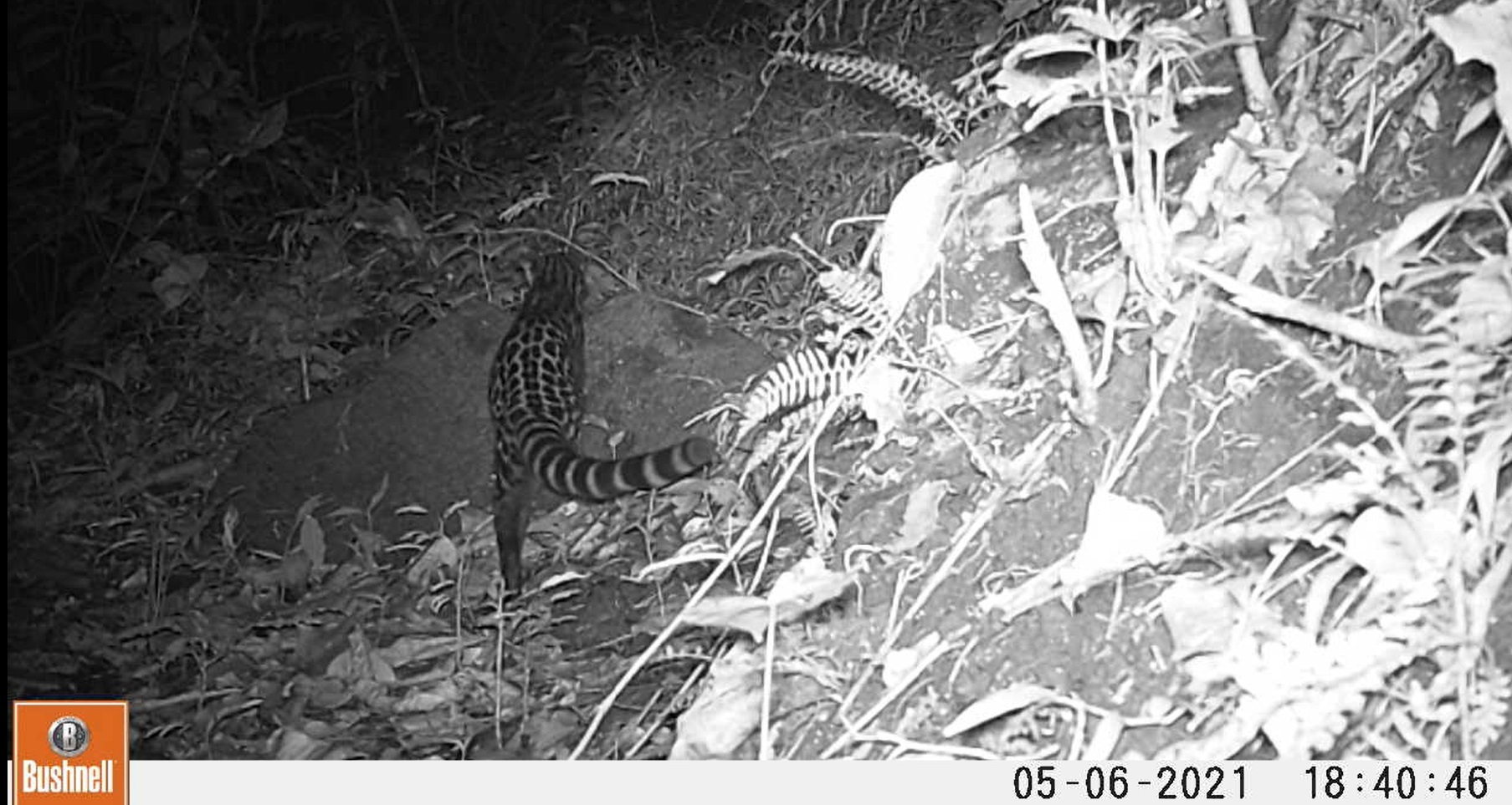 Genetta servalina Pucheran, 1855