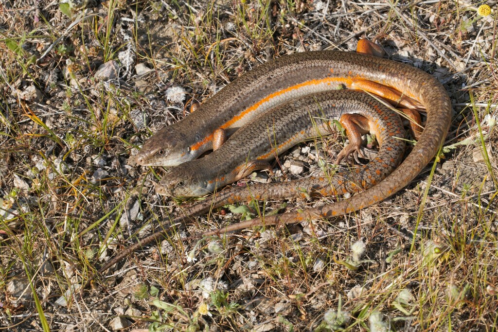Schneider's Skink from Marathounta, Kypr on March 07, 2017 at 10:01 AM ...