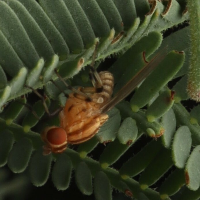 Lauxaniidae