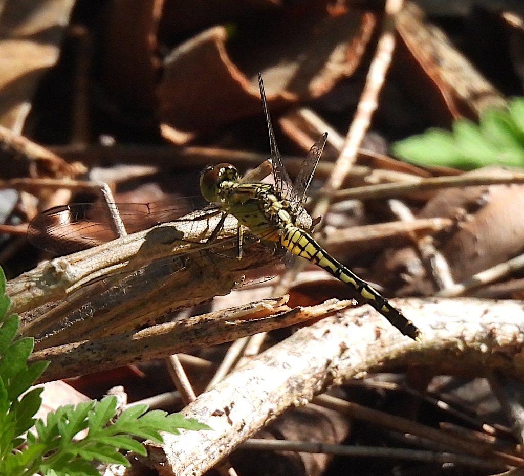 Chalky Percher from Coombabah Lakelands, Arundel, Gold Coast QLD ...