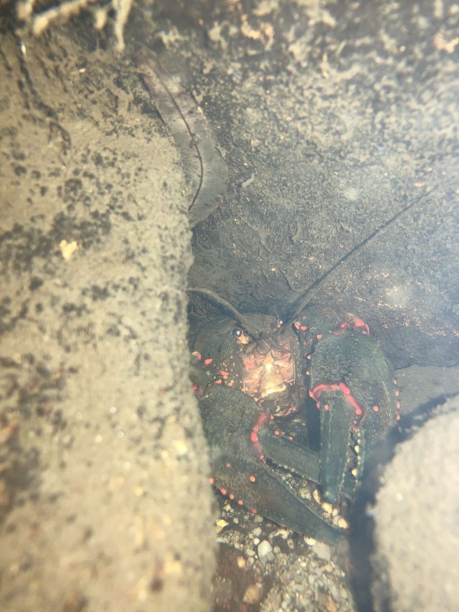 Euastacus spinifer (Heller, 1865)