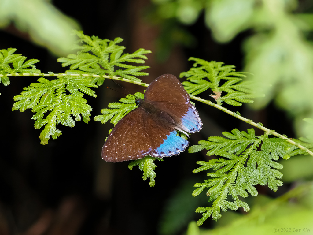 Stibochiona coresia from Bukit Lawang, North Sumatra, Indonesia on ...