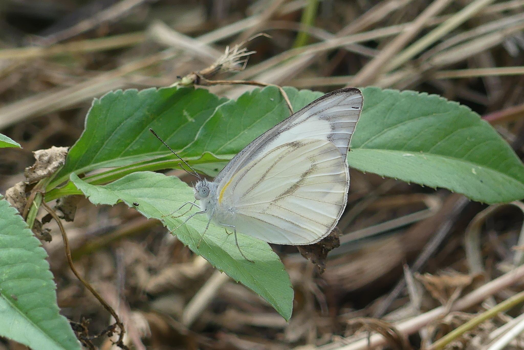 Appias libythea (Fabricius, 1775)