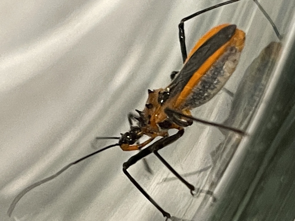 Orange Assassin Bug from Boundary Tk E, Frankston South, VIC, AU on ...