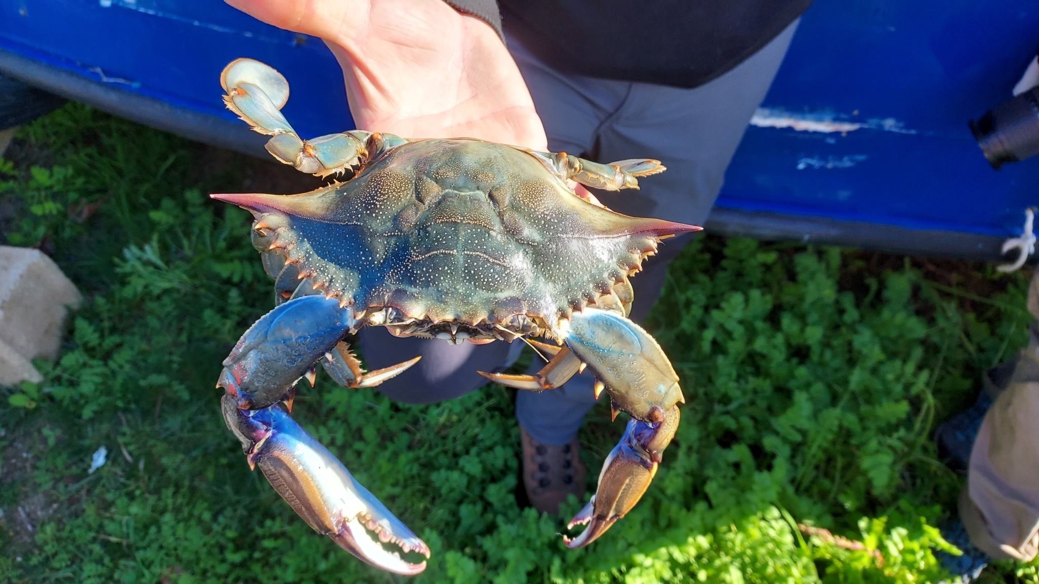 Callinectes sapidus Rathbun, 1896