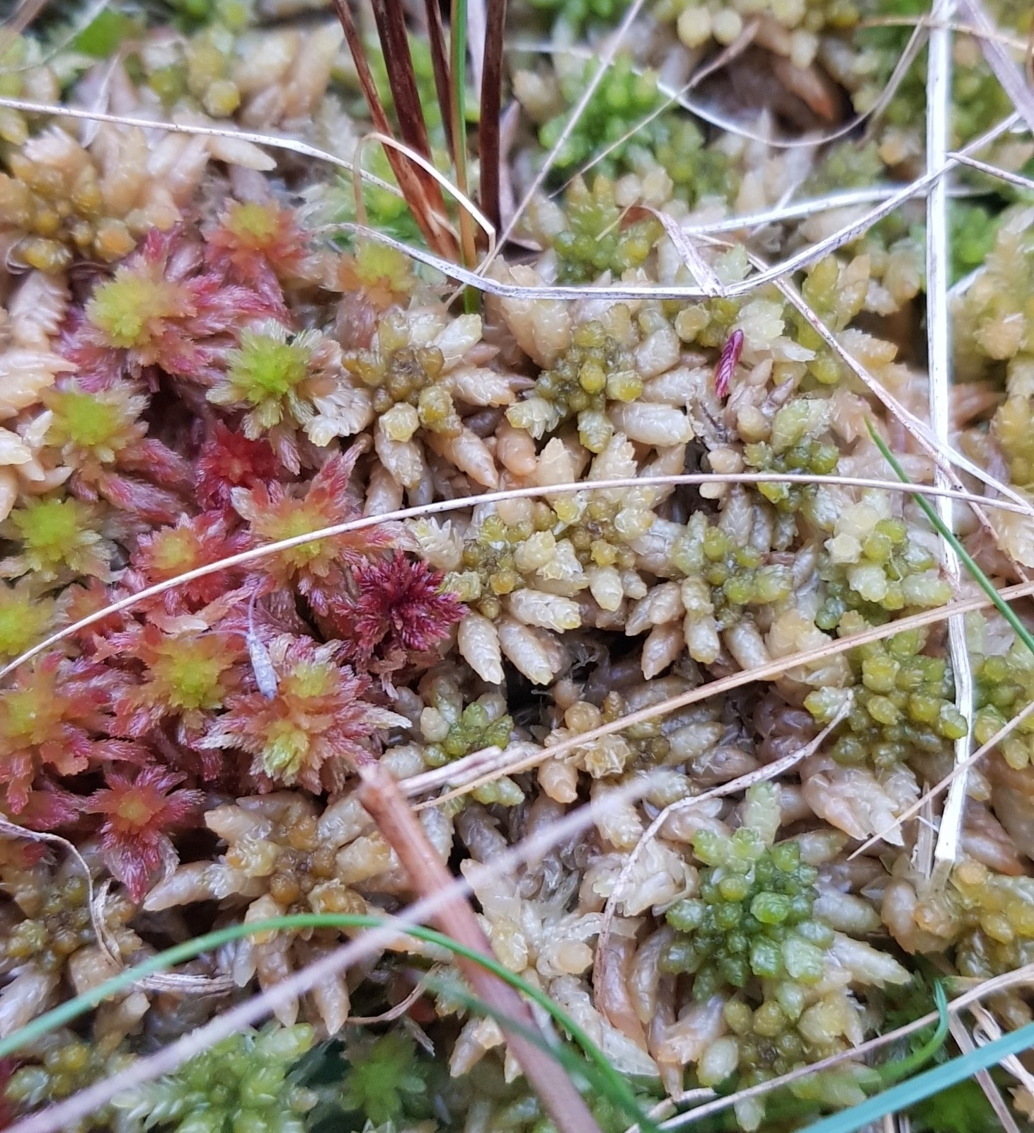 Sphagnum L.
