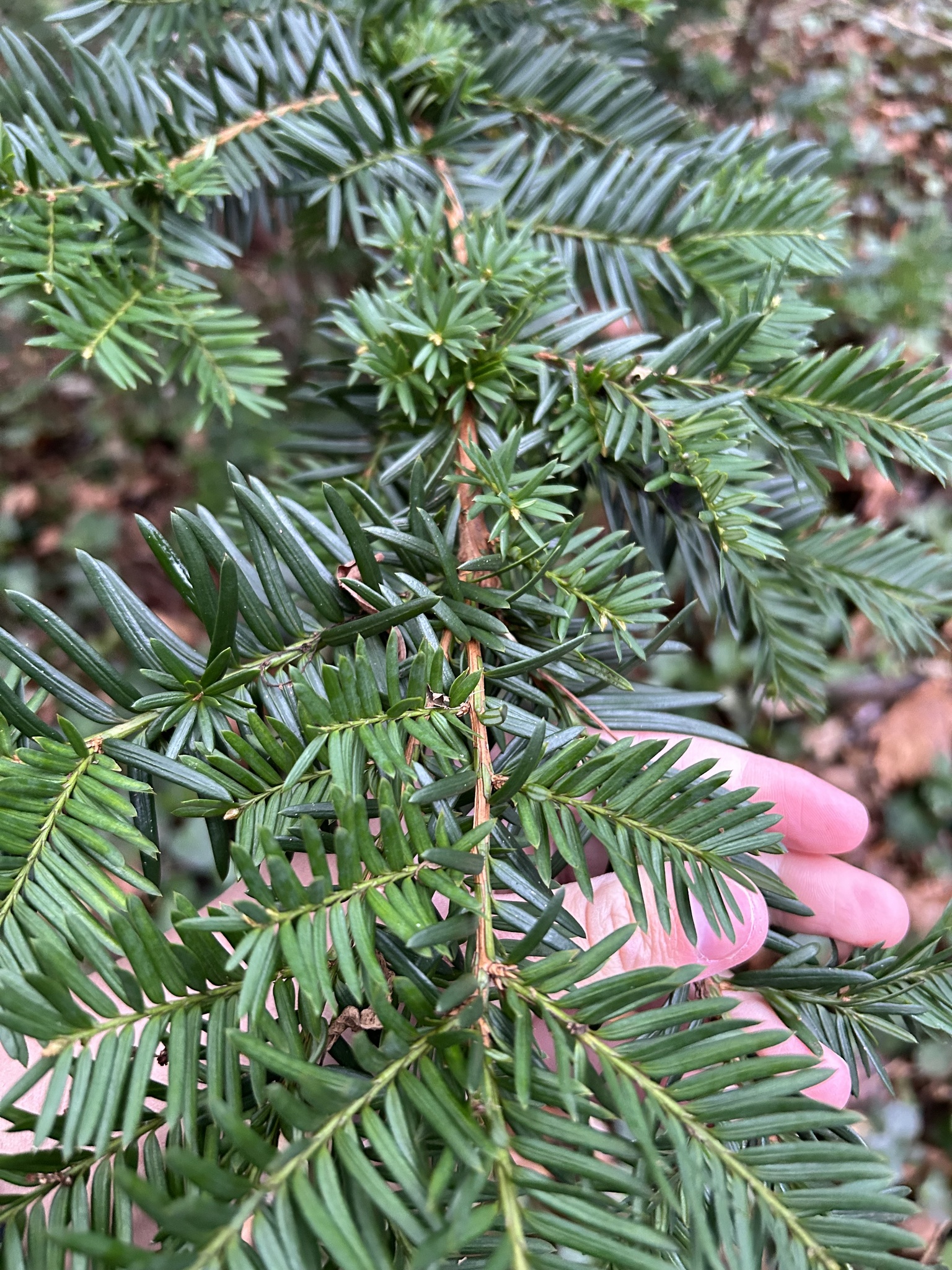 Taxus baccata L.