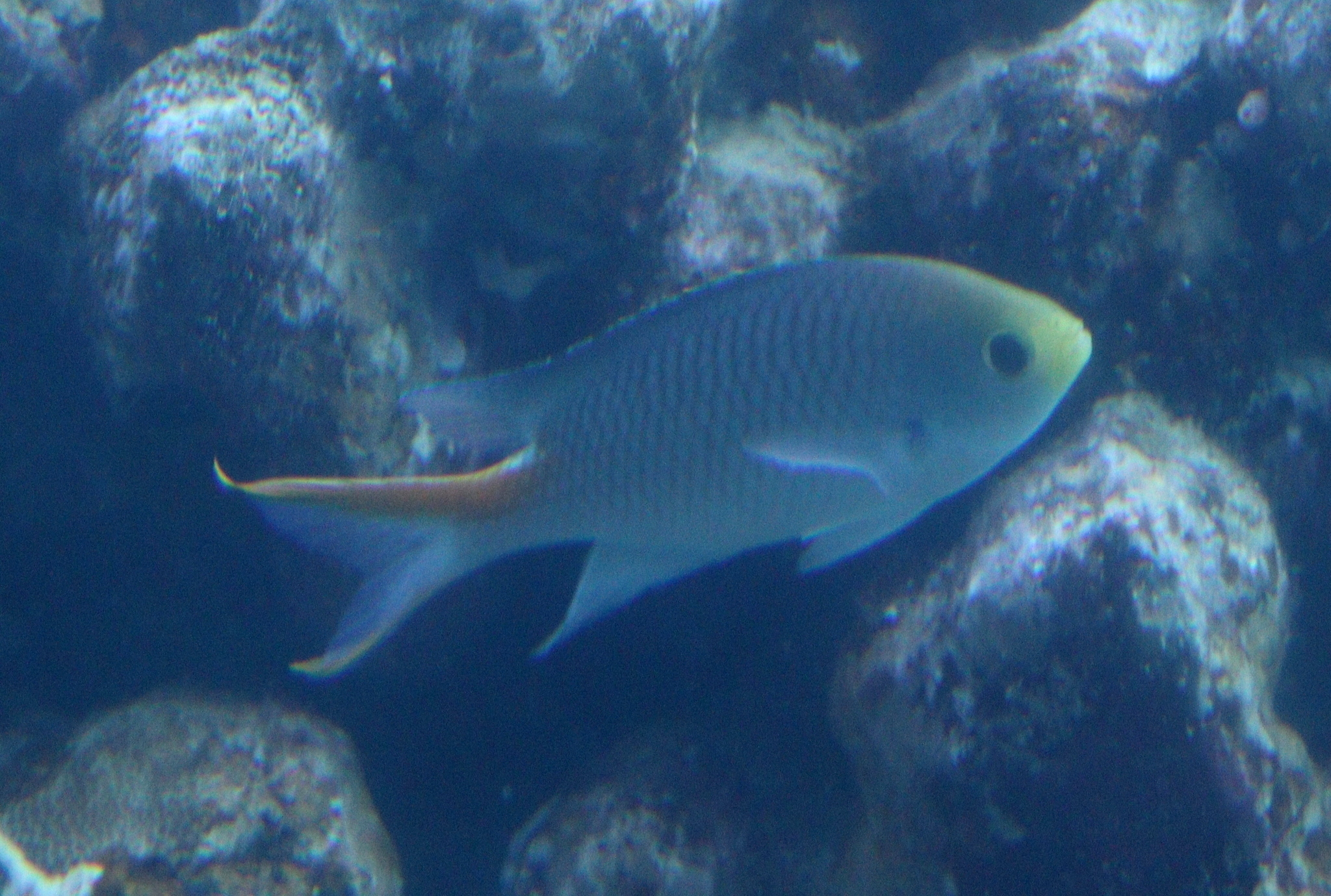 Neopomacentrus miryae Dor & Allen, 1977