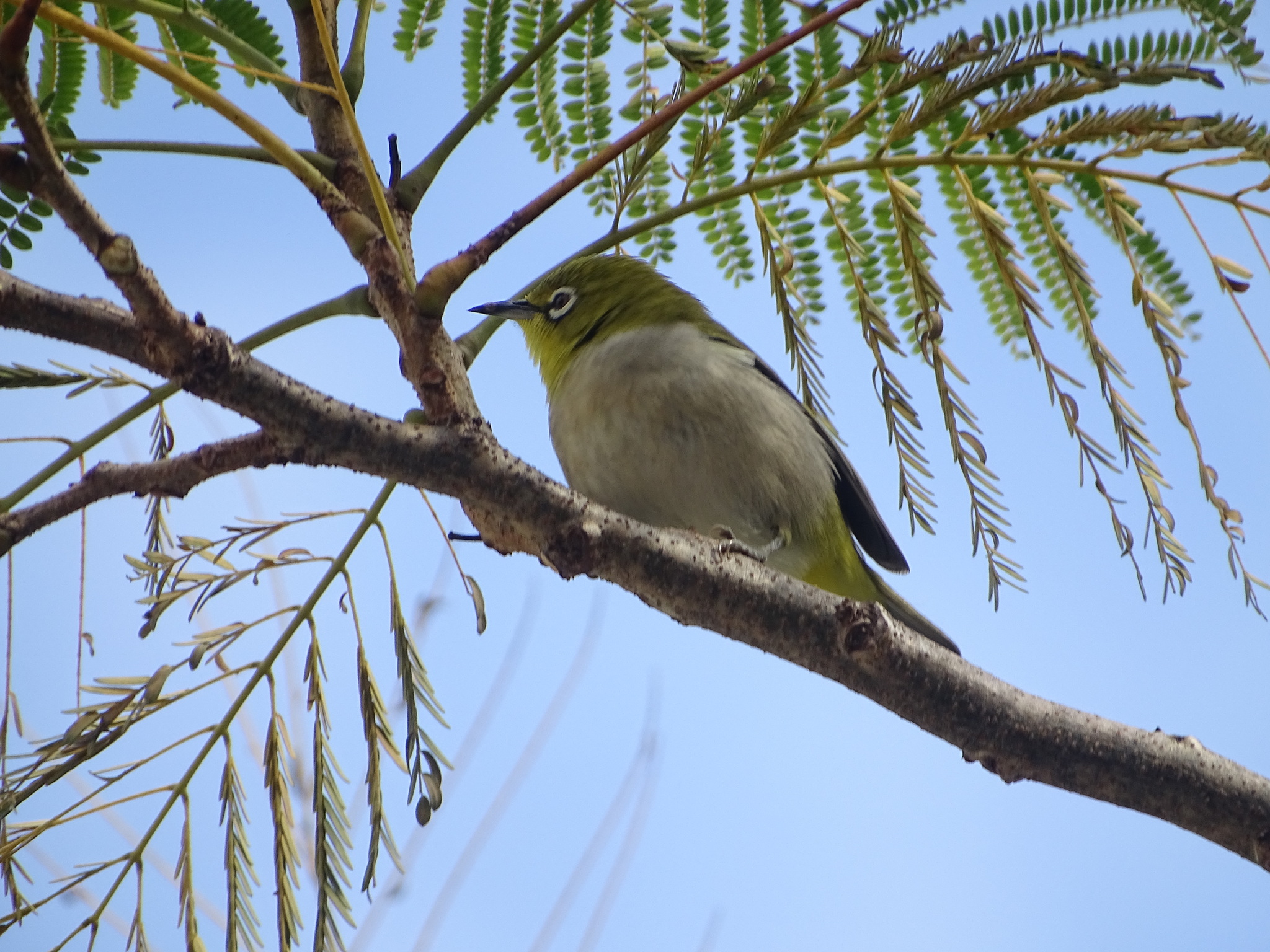 Zosterops simplex Swinhoe, 1861