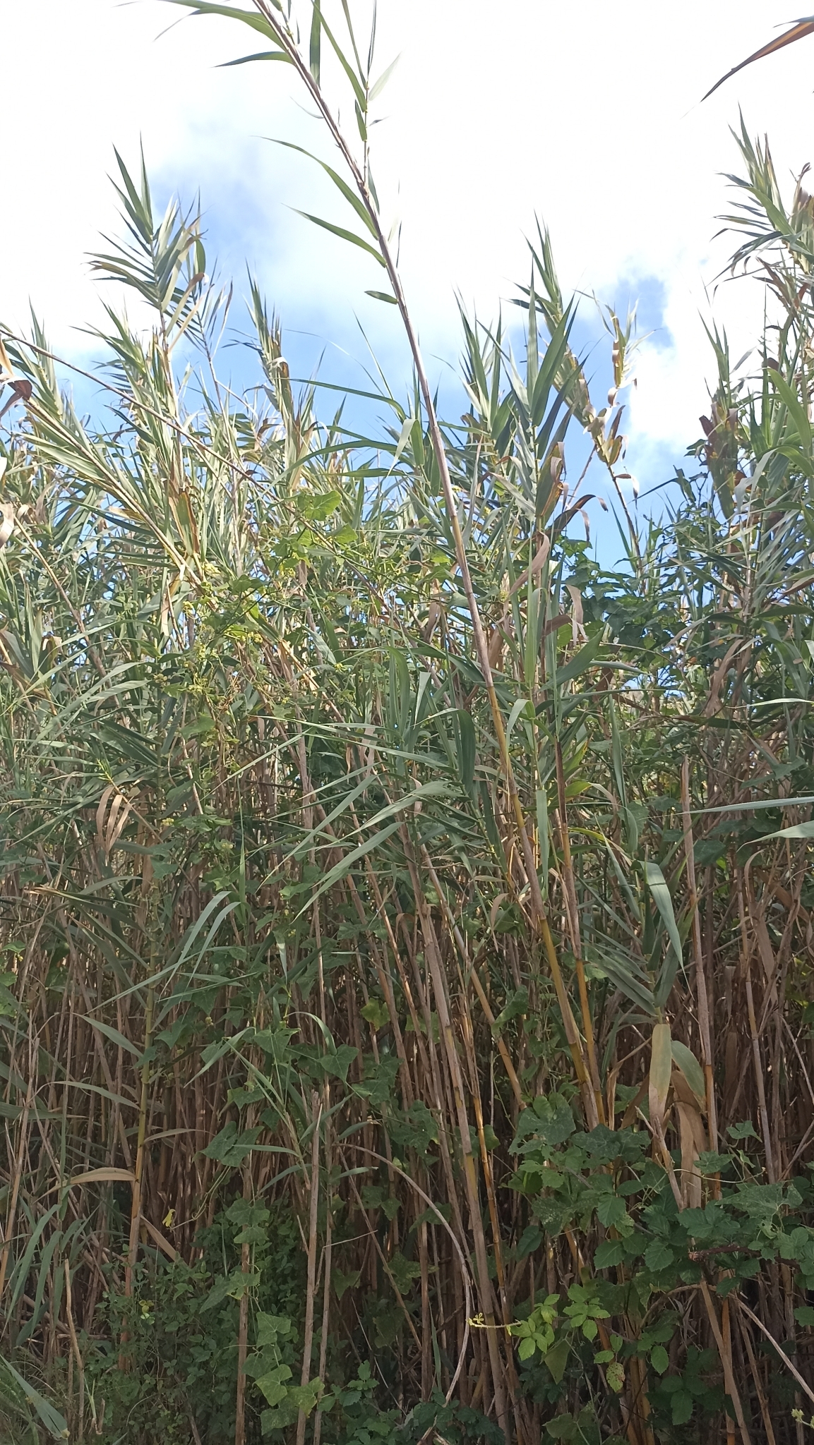 Arundo donax L.