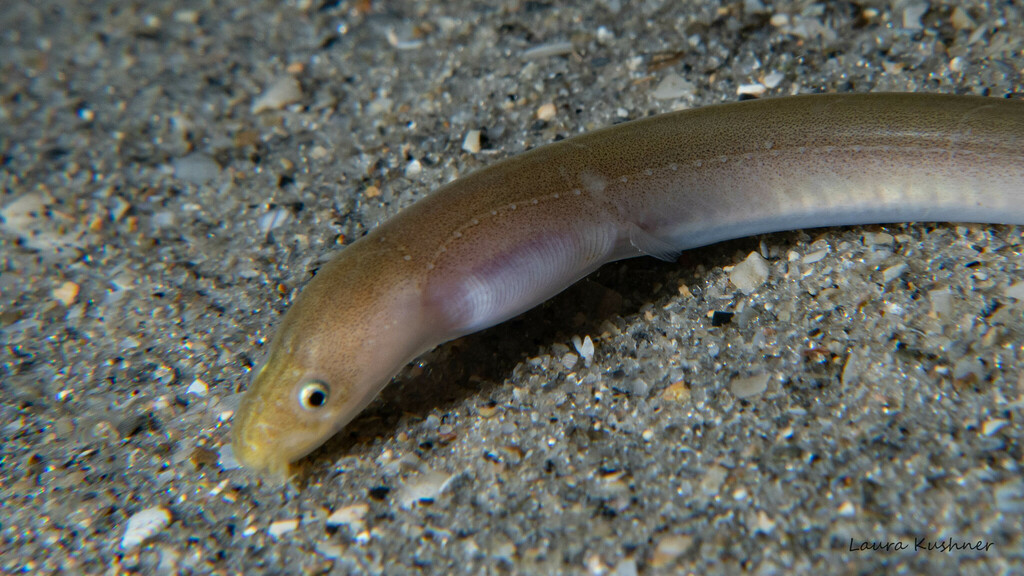 Key Worm Eel from Riviera Beach, FL, USA on January 04, 2023 at 07:53 ...