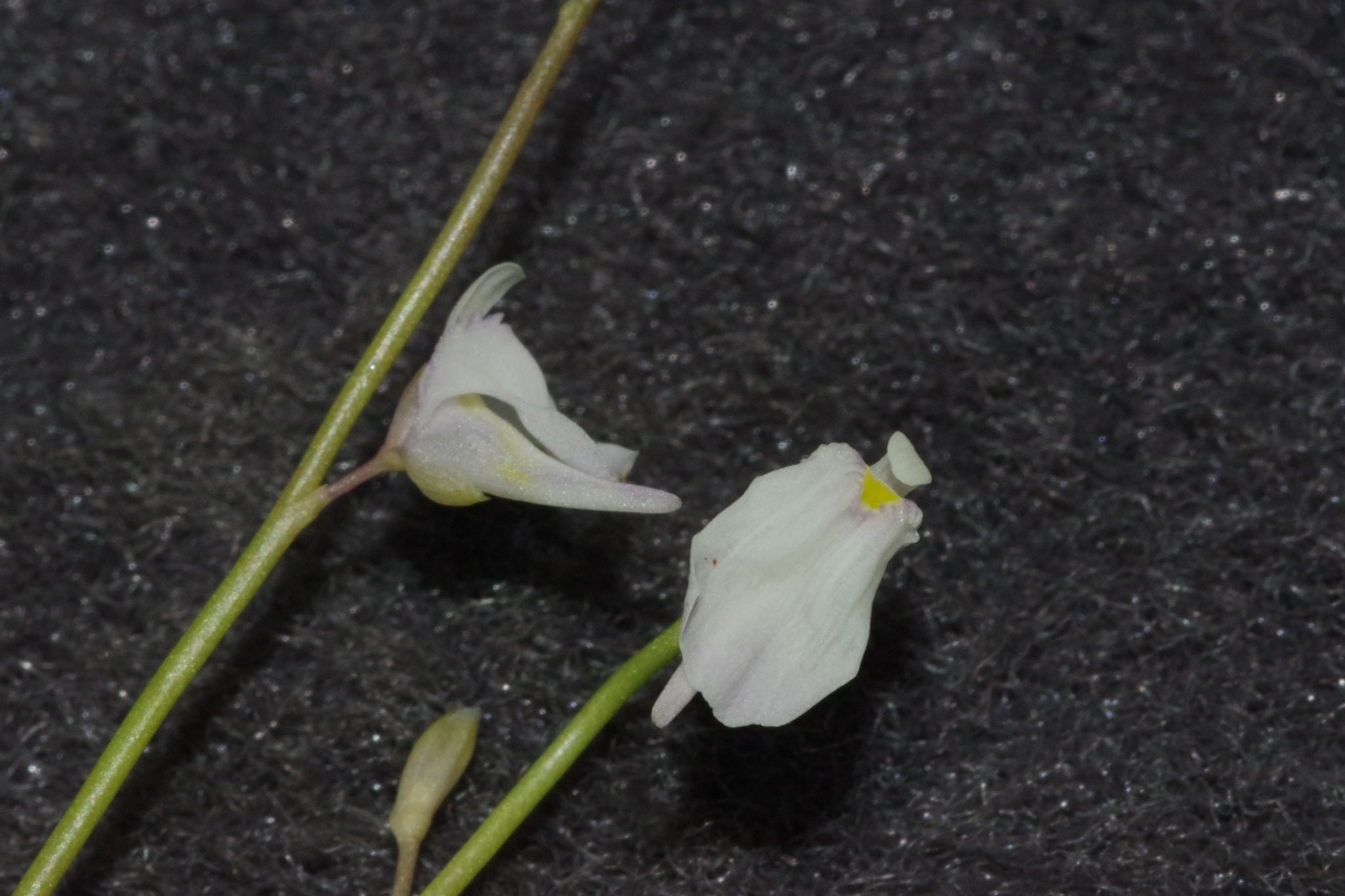 Utricularia livida E.Mey.