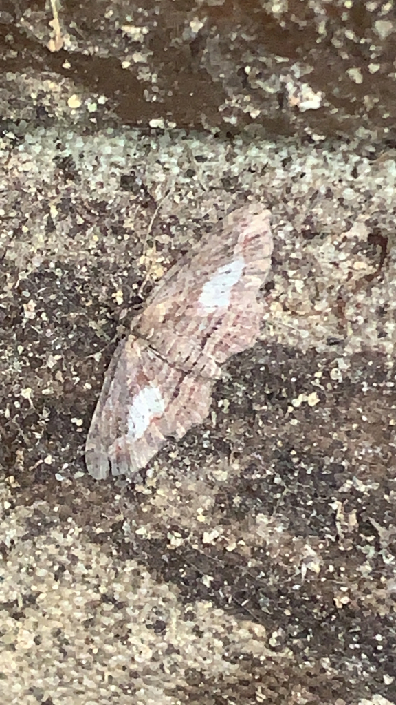 Australian Pug Moth in January 2023 by alexbarnard · iNaturalist