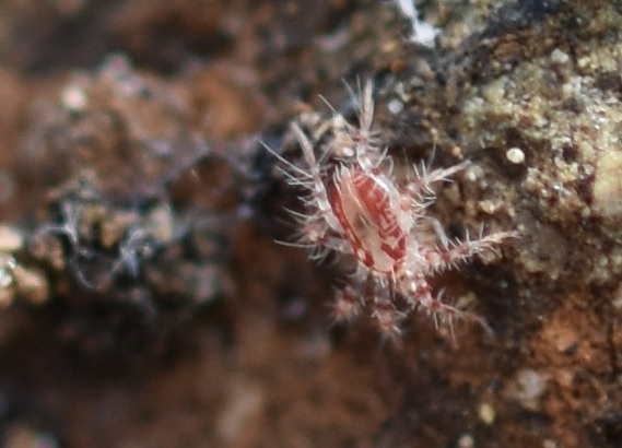 Erythracarus Berlese, 1903