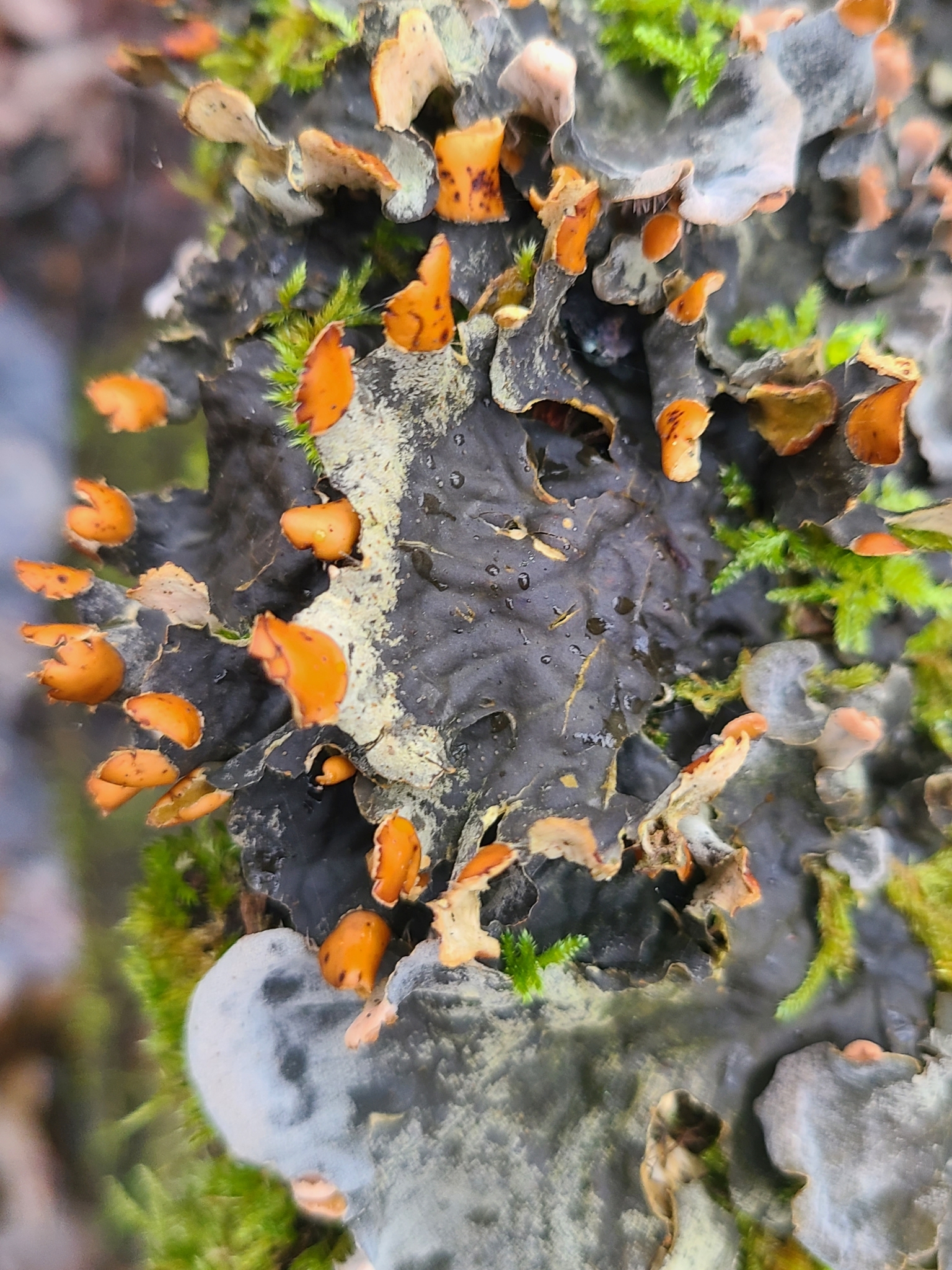 Peltigera membranacea (Ach.) Nyl.