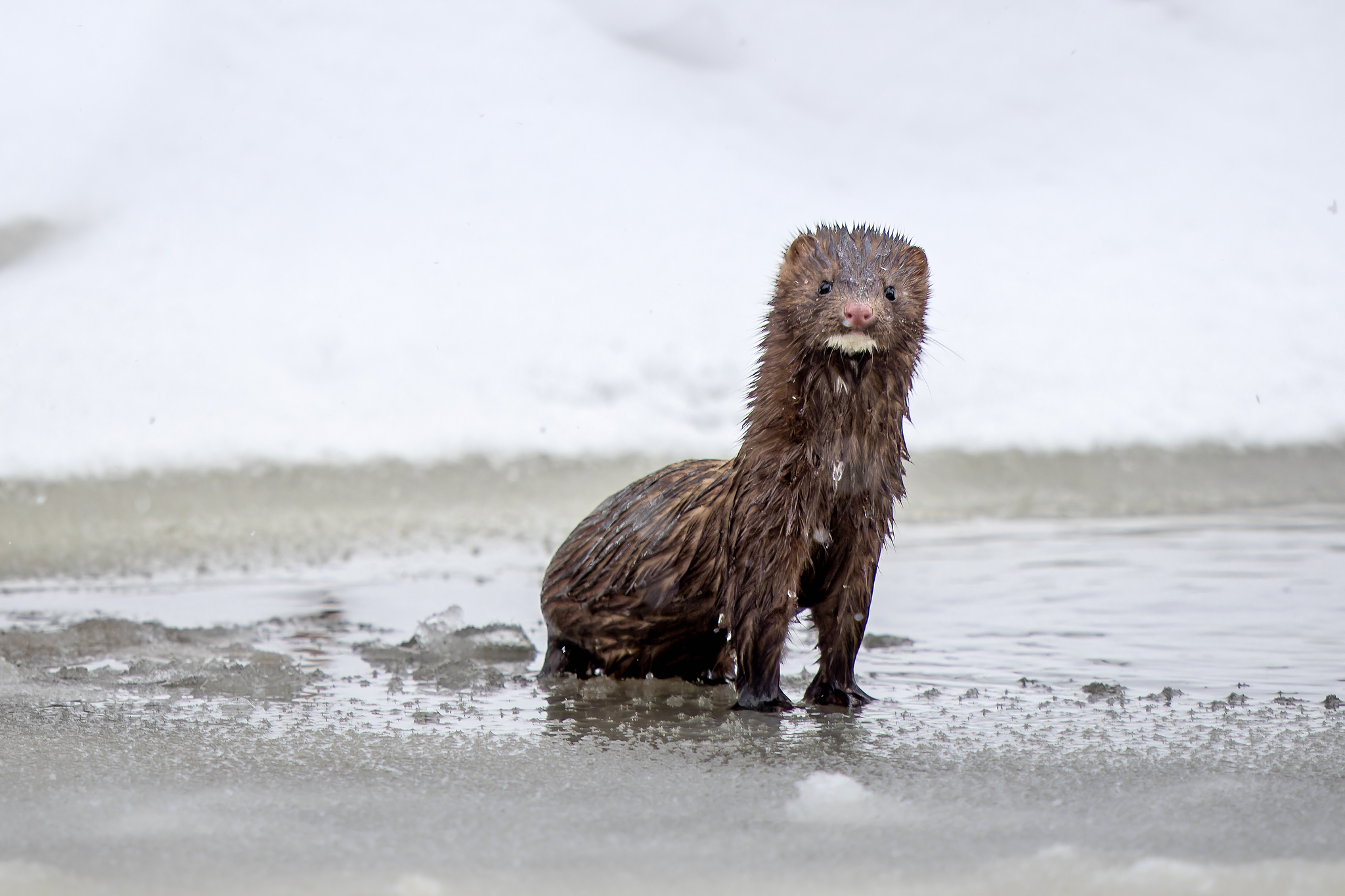 Mustela Linnaeus, 1758