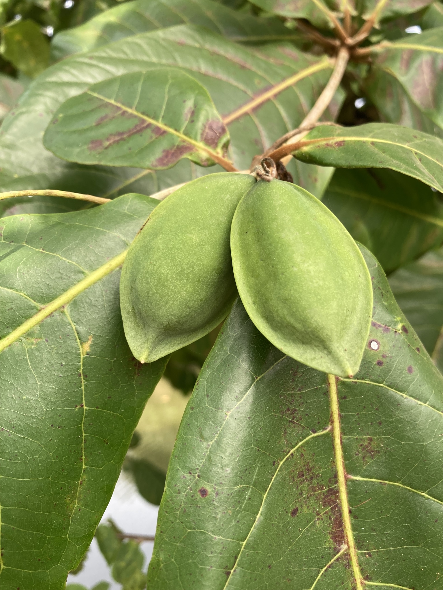 Terminalia catappa L.