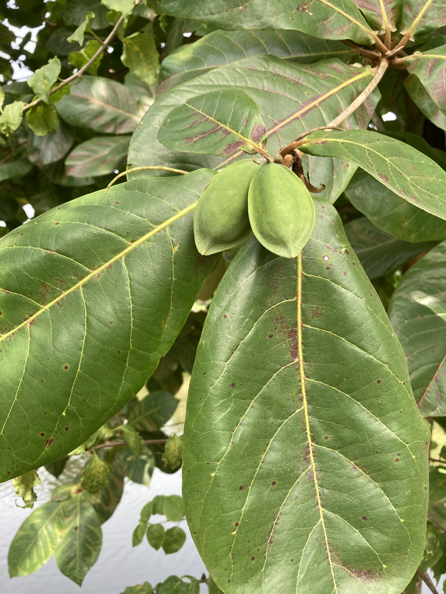 Terminalia catappa L.