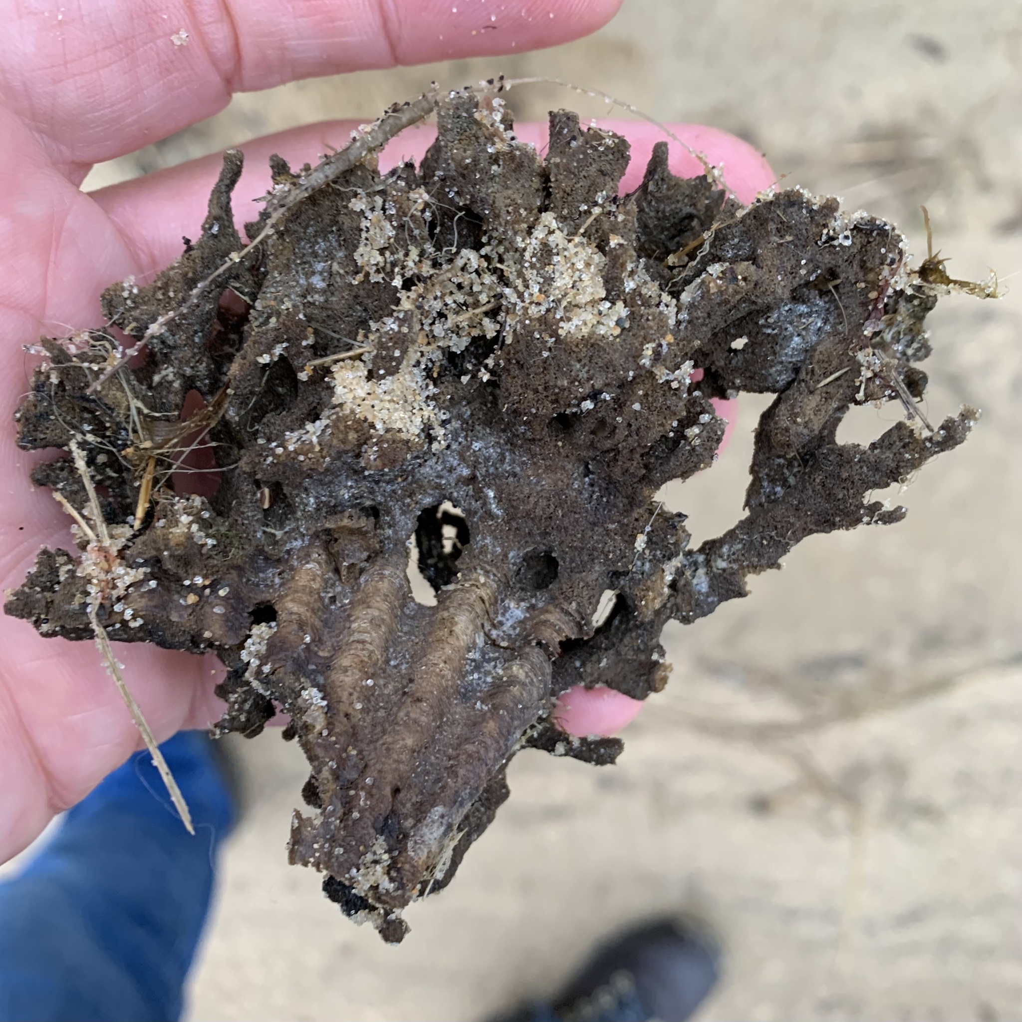 Clathria prolifera (Ellis & Solander, 1786)