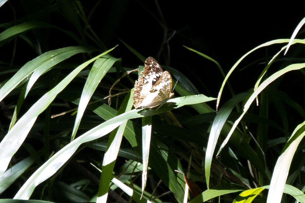 Cymothoe coranus coranus from Umdoni Park, South Africa on January 4 ...