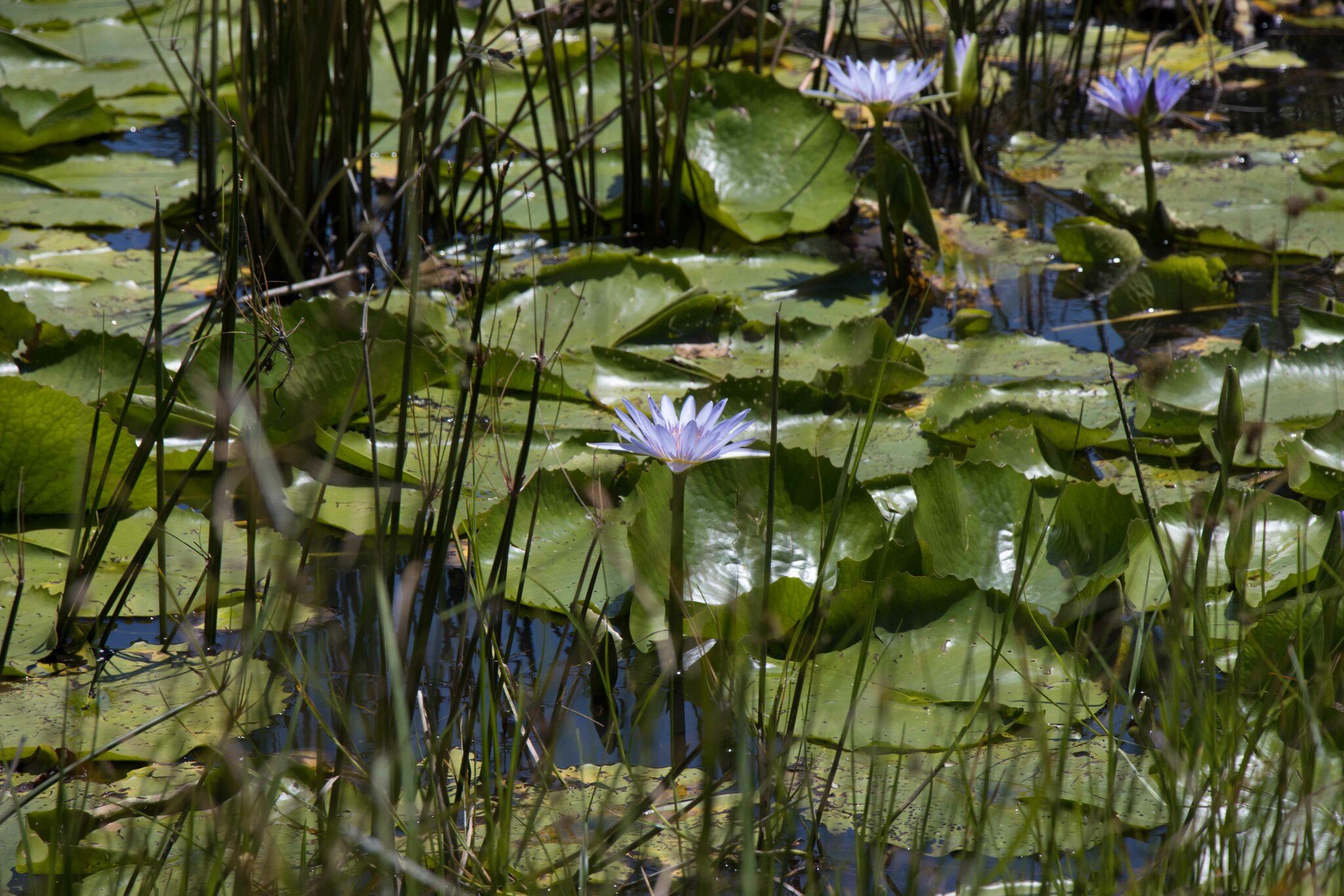 Nymphaea L.