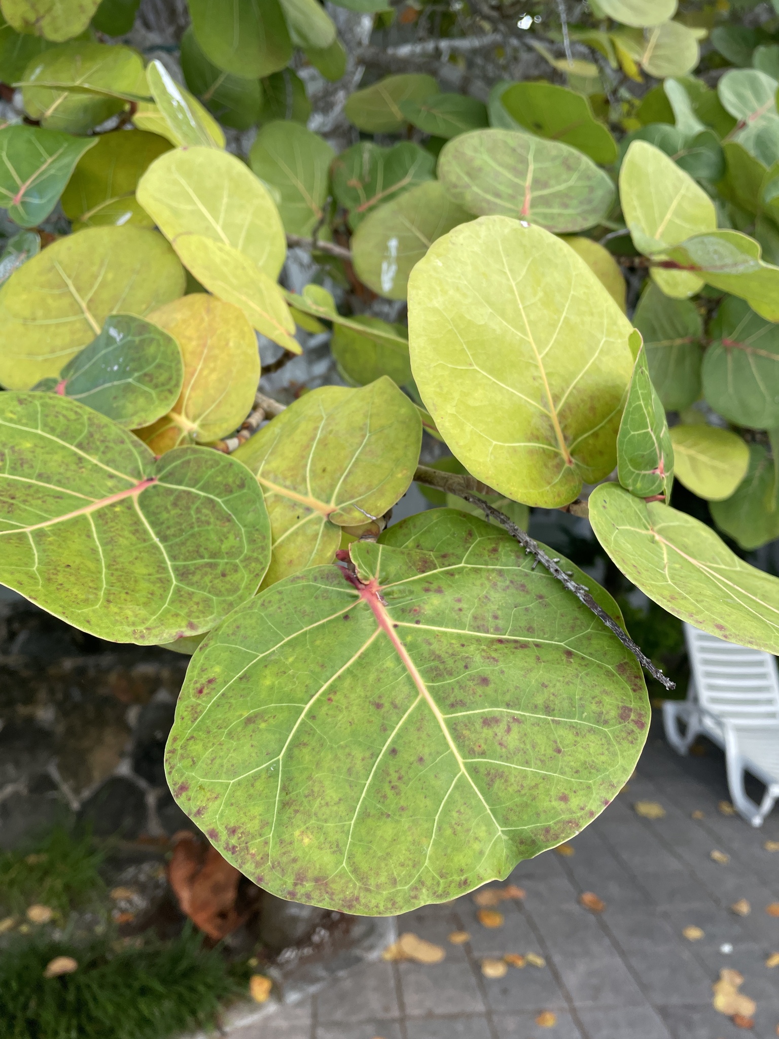 Coccoloba uvifera (L.) L.