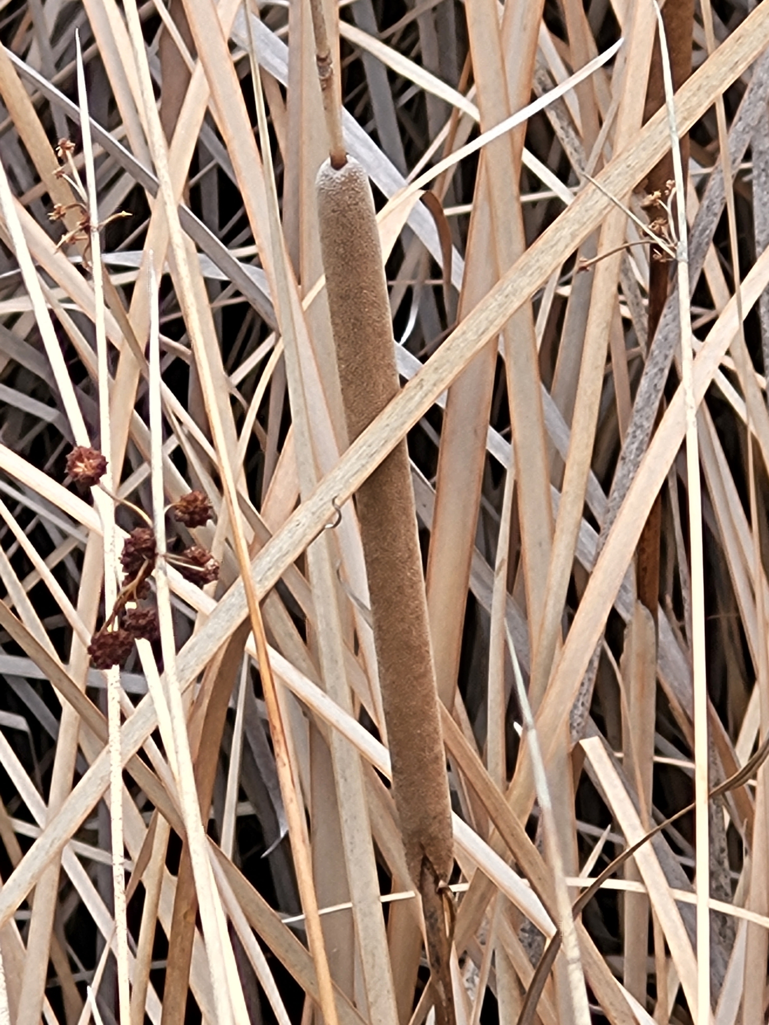 Typha domingensis Pers.