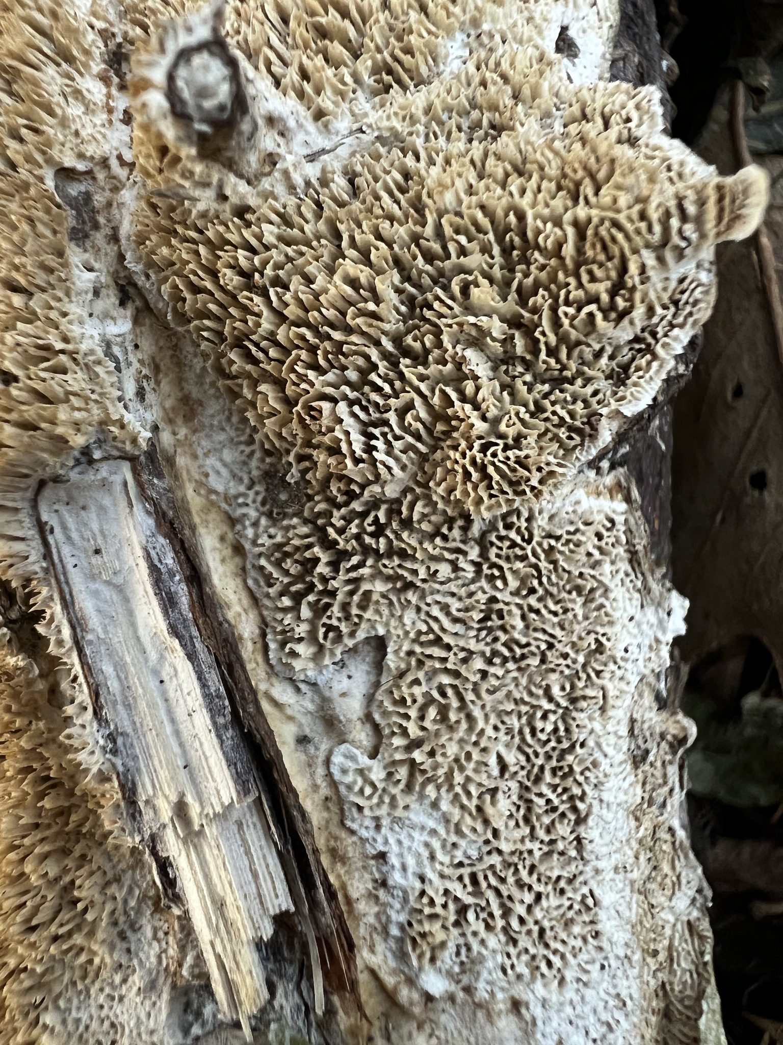 Irpex lacteus (Fr.) Fr.