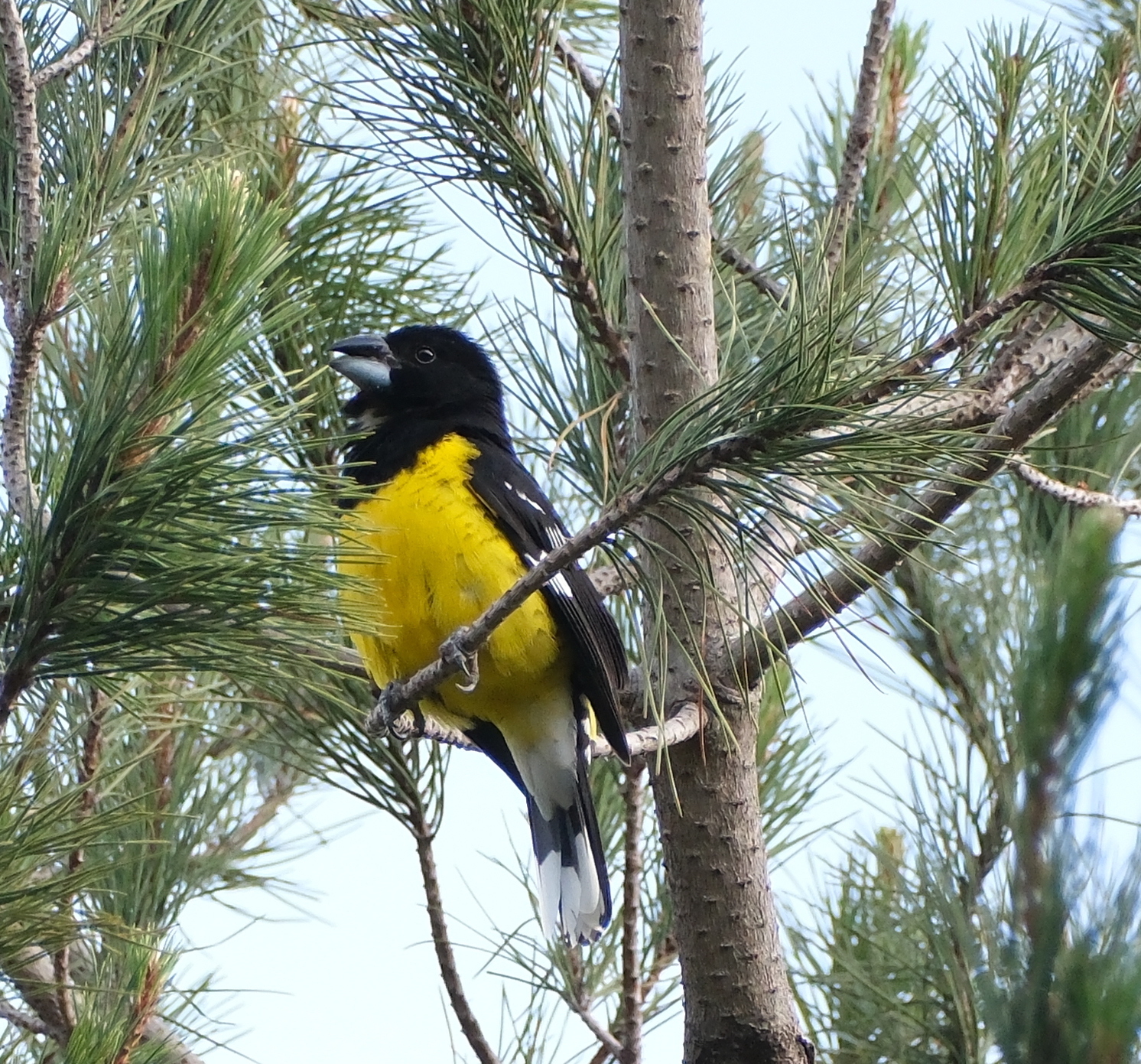 Pheucticus aureoventris (d'Orbigny & Lafresnaye, 1837)