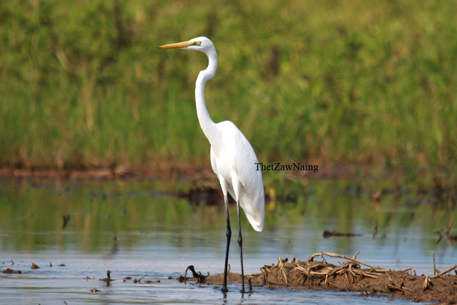 Intermediate Egret (Birds of Myanmar (Burma)) · iNaturalist
