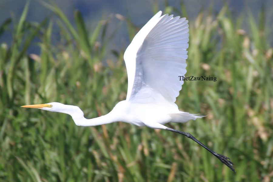 Intermediate Egret (Birds of Myanmar (Burma)) · iNaturalist