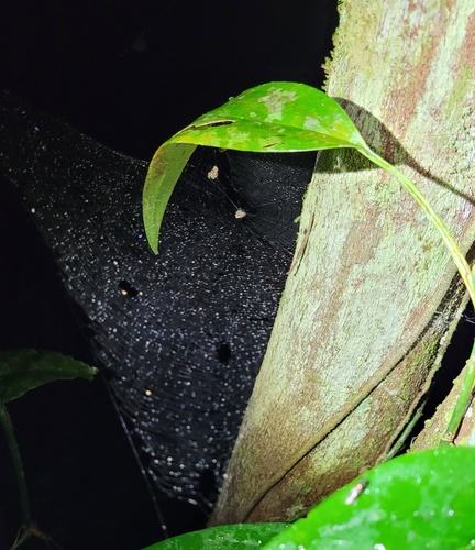 Enacrosoma anomalum · NaturaLista Colombia