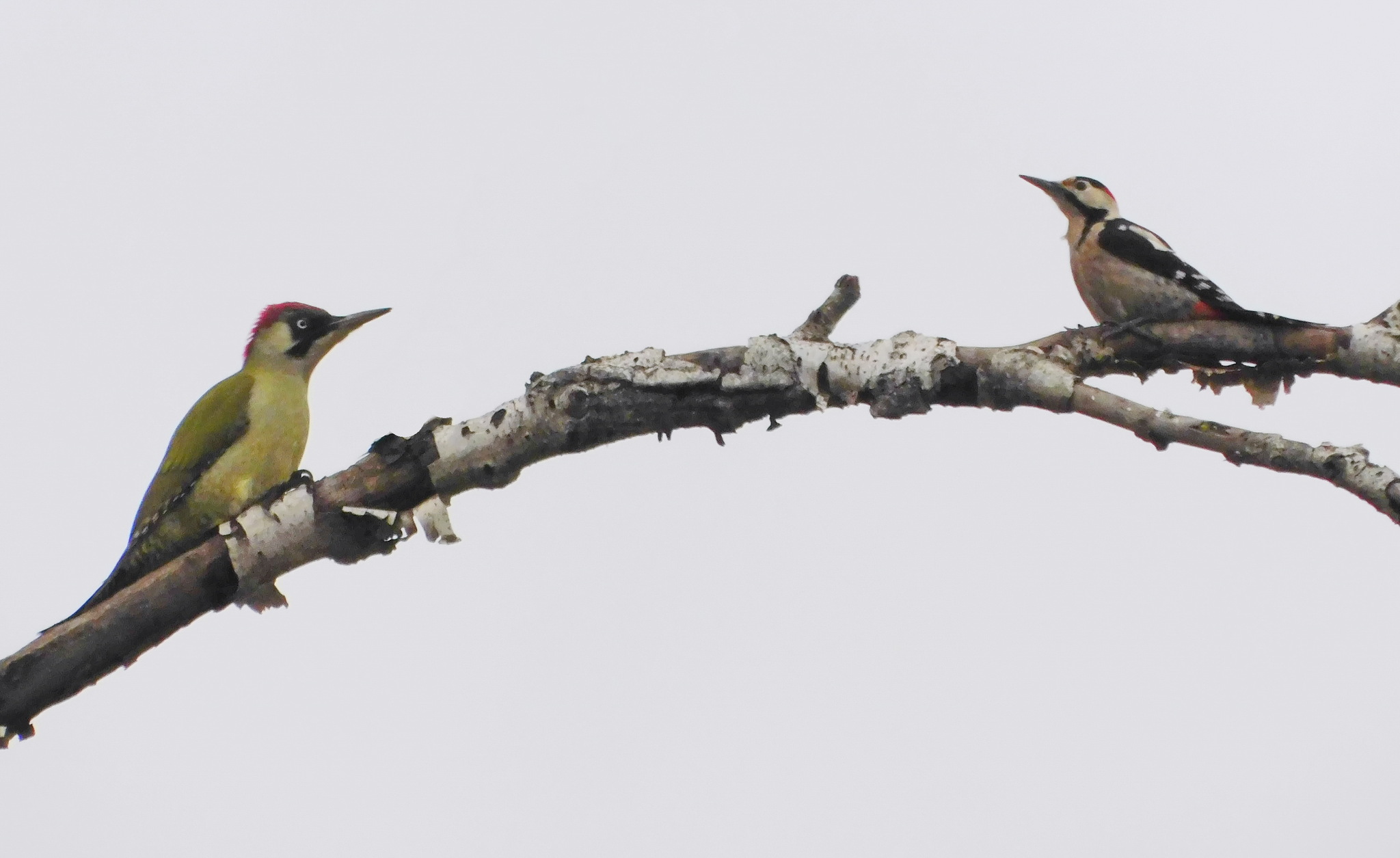 Picus viridis Linnaeus, 1758