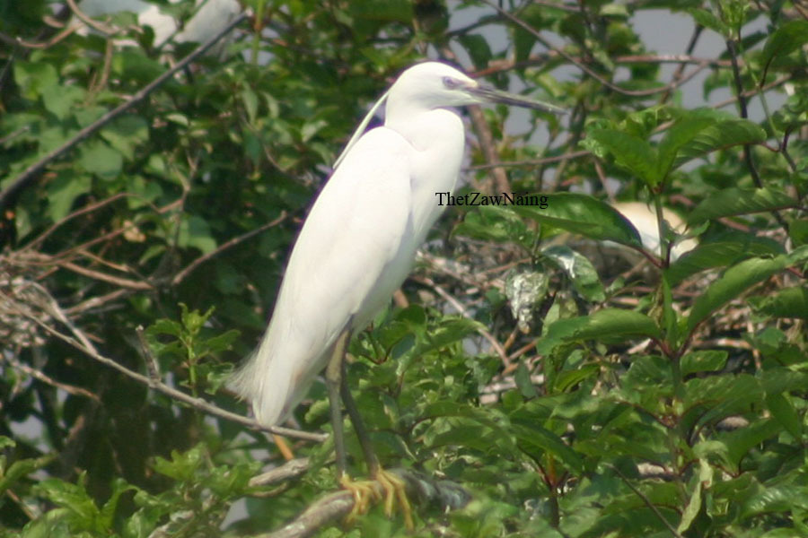 Little Egret (Birds of Myanmar (Burma)) · iNaturalist