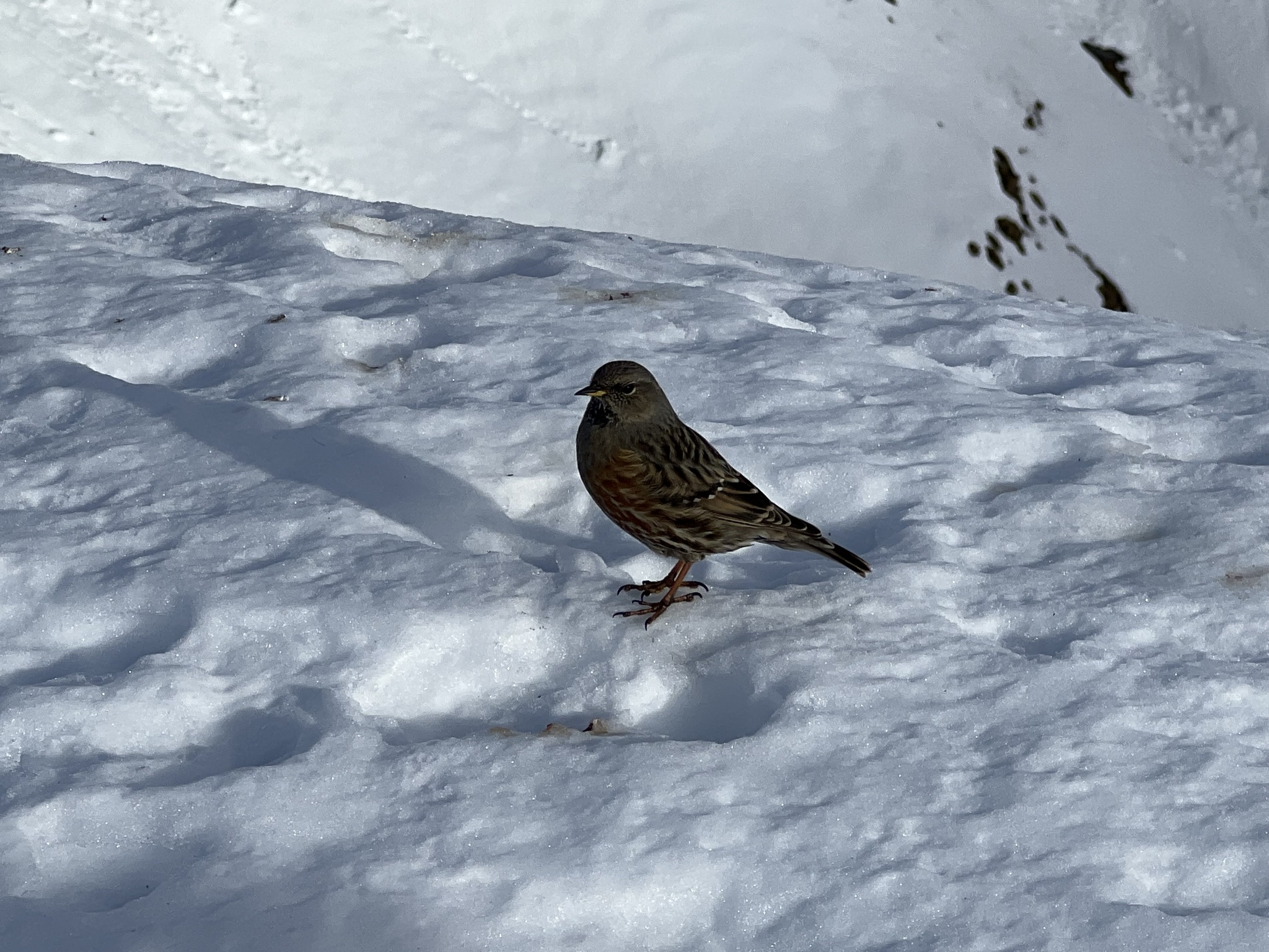 Prunella collaris (Scopoli, 1769)