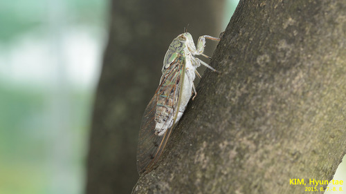 Meimuna mongolica · NaturaLista Colombia