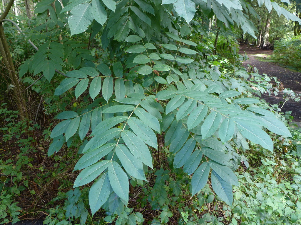 dicots from Squamish, BC on September 17, 2018 by judith holm · iNaturalist