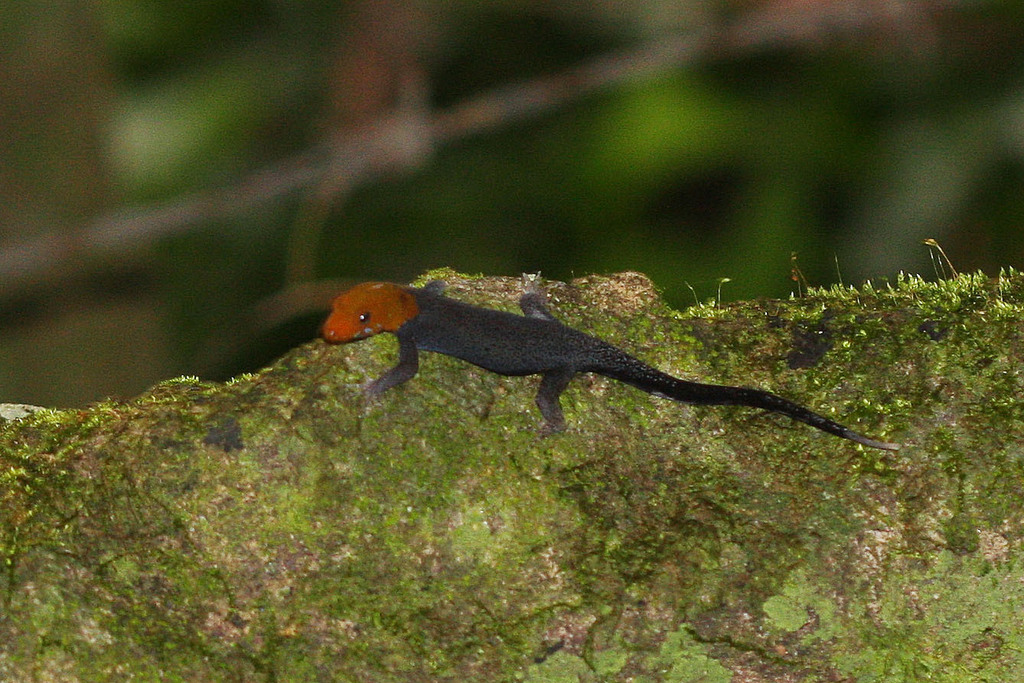 Gonatodes albogularis fuscus from Jardín, Antioquia, Colombia on March ...